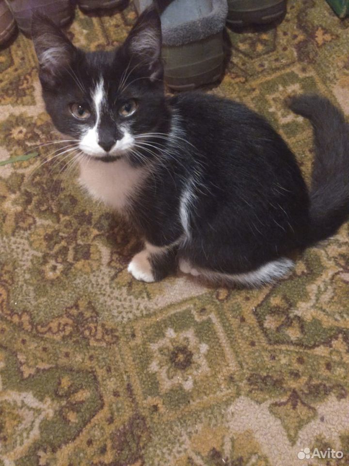 Котенок панда