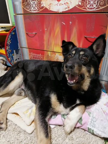 Черныш из приюта г.Воркута. Доставка