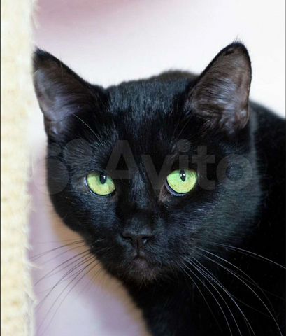 Настоящая пантера Багира