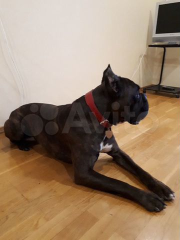 Боксер вязка