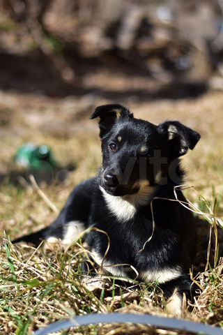 Черный щенок мальчик коротколапый