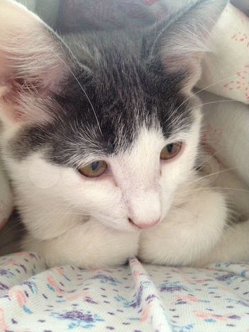 Котенок "Вася"