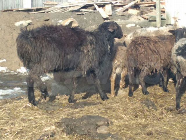 Эдильбаевский баран