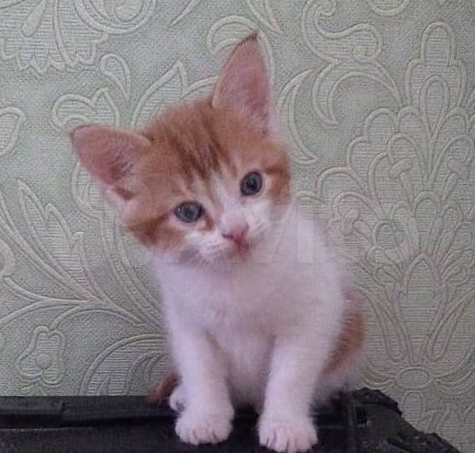 Котенок в добрые руки