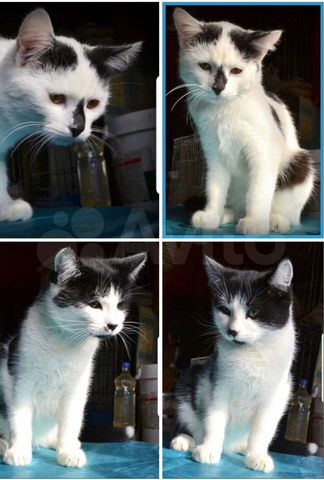 Котята 5 месяцев в хороший дом