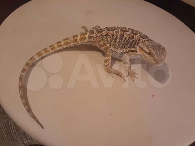 Бородатая агама