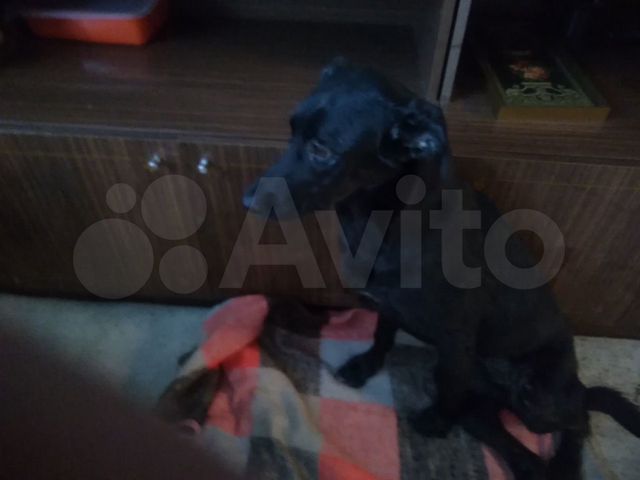 Cобаку в добрые руки