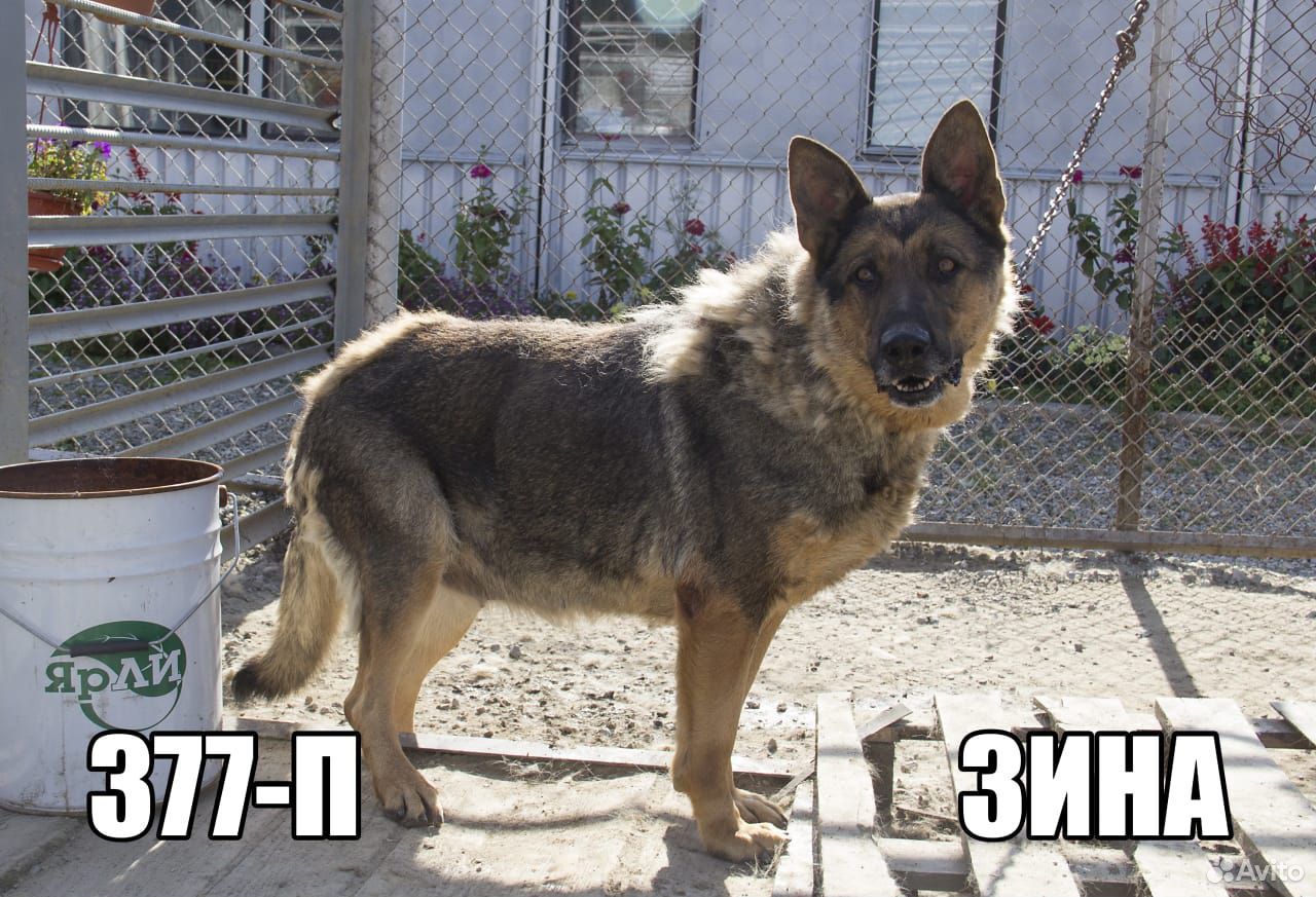 Собака помесь овчарки 2 года