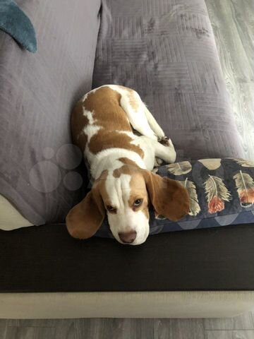 Вязка кобель бигль биколор