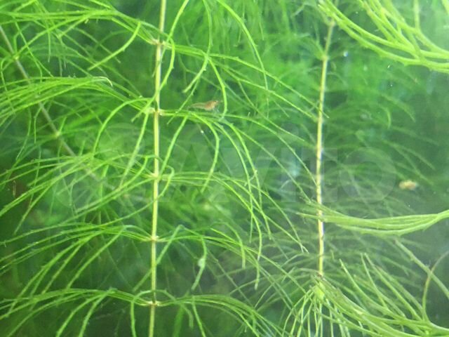 Аквариумное растение роголистник, хемиантус, наяда