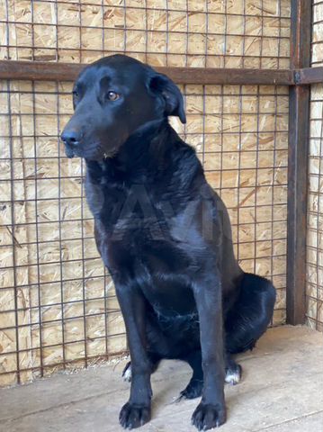 Собака метис с лобрадором в добрые руки