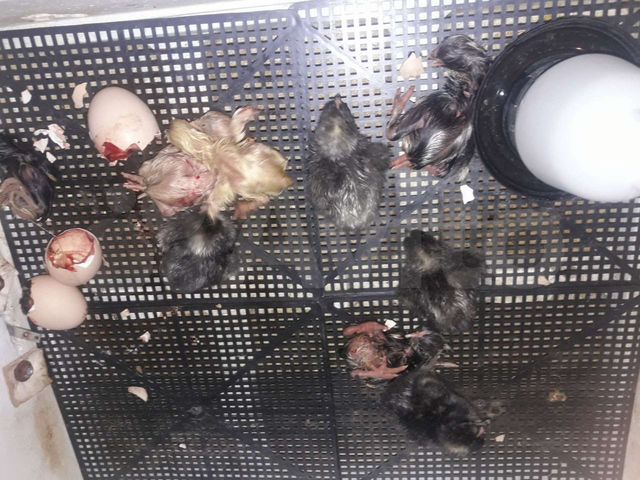 Инкубационные яйца и цыплята двухдневные