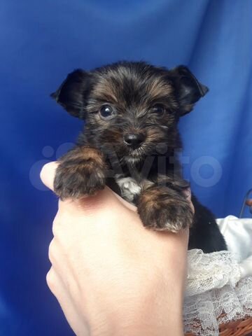 Йоркширский терьер