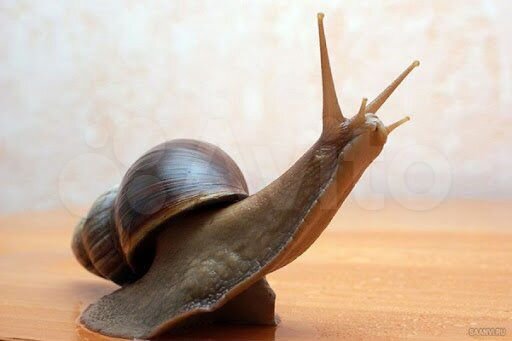 Улитки ахатины