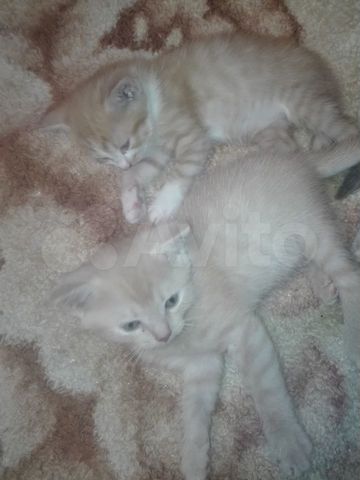 Продоютсь котята