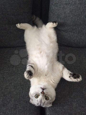 Случка с Шотландцем