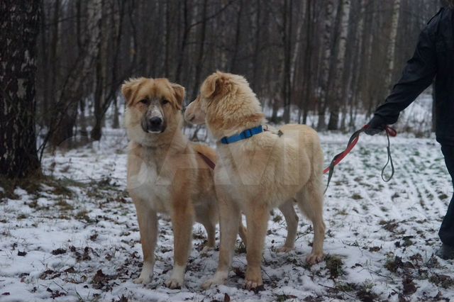 Красивая рыжая большая собака в добрые руки