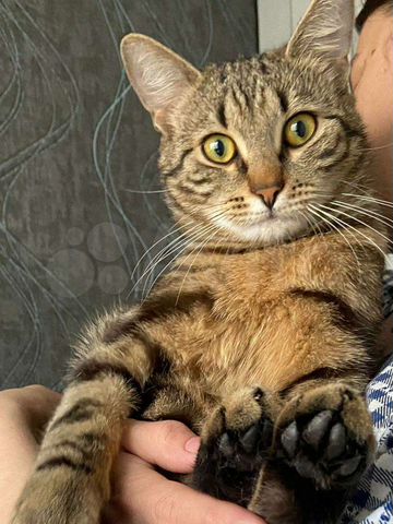 Самый лучший кот