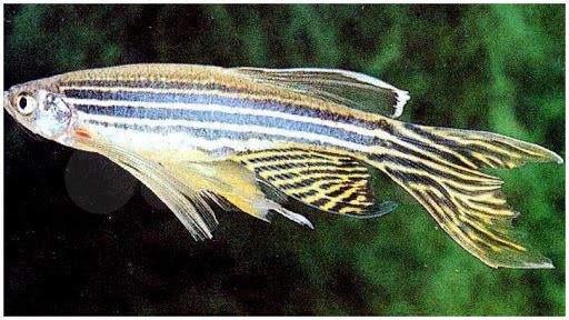 Данио, тетра, тернеции (можно обмен)