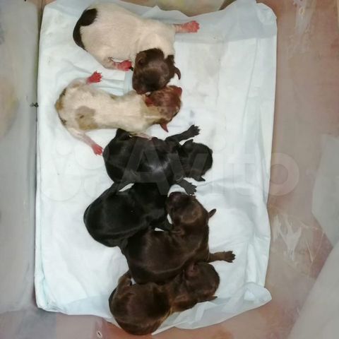 Эксклюзивне щеночки йорка редких окрасов