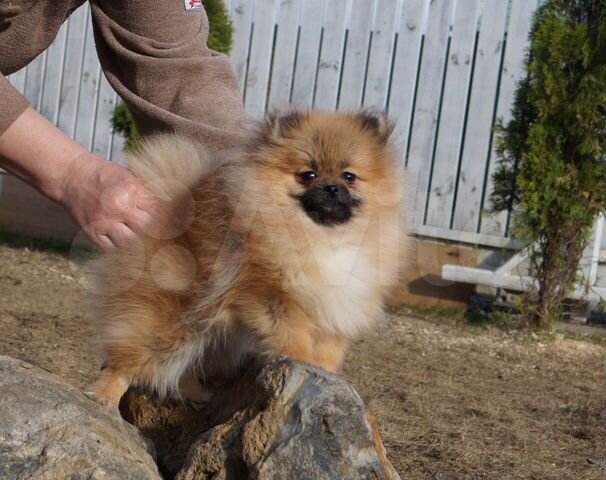 Очаровашка -померашка