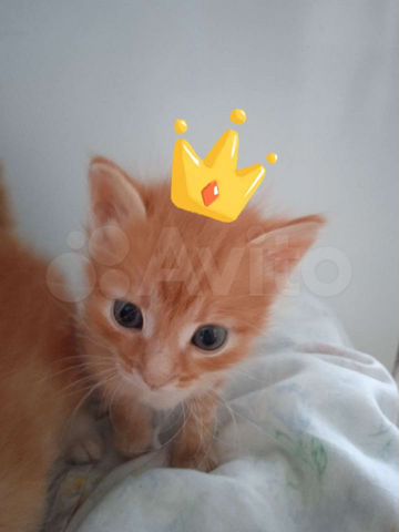 Отдам бесплатно