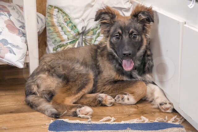 Щенок Пуфик пушистый и стеснительный мальчик 4 мес