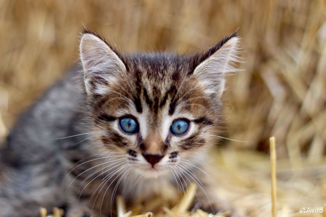 Мурзила ищет дом )