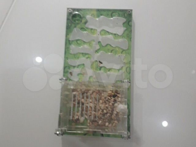 Муравьиная ферма