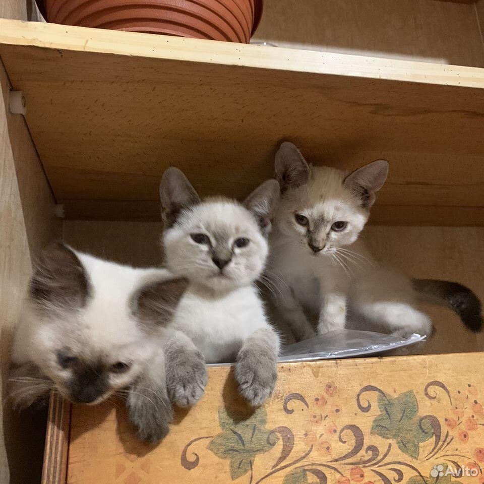 Котята голубоглазые