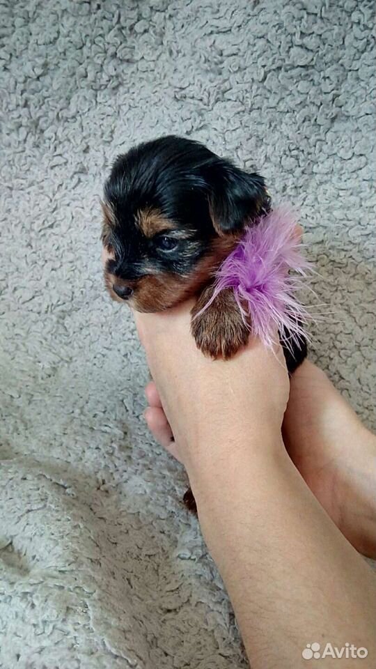 Малыши йорчики