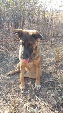 В добрые руки