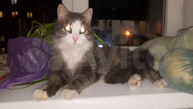 Отдам котика
