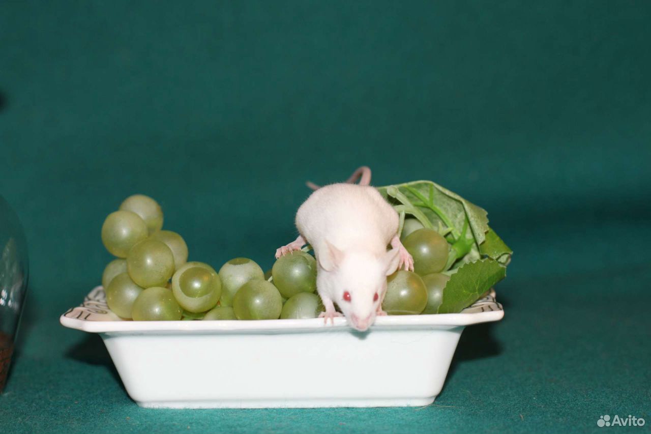 Декоративная мышь Альбинос