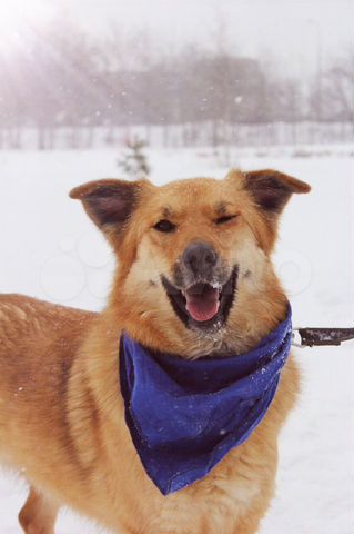 Рыжая красавица собака бесплатно