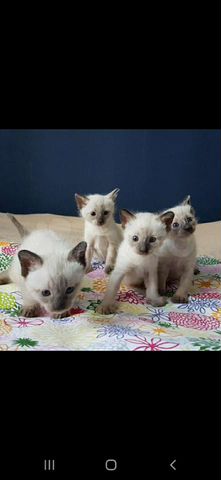 Чистокровные тайские котята