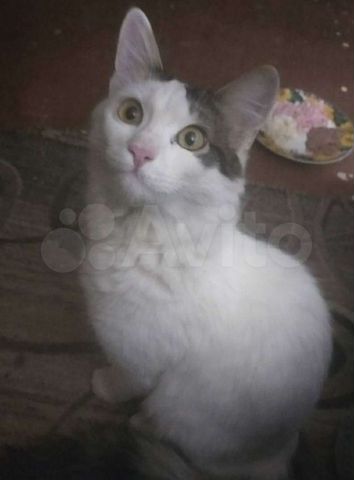 Котик игрунчик