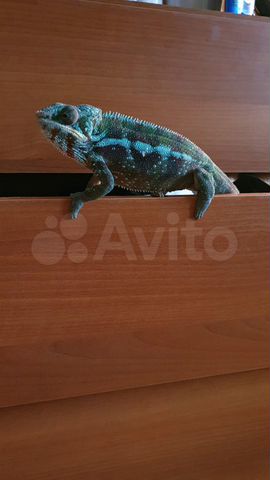 Пантеровый хамелеон, ищем самку