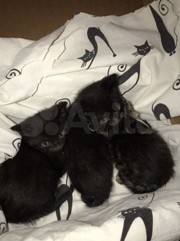 Кошки котята коты