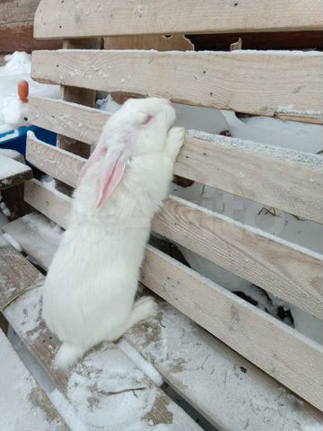 Белый великан