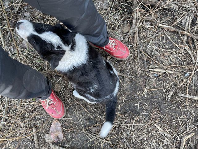 Щенок в добрые руки