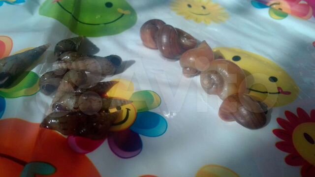 Отдам 15 улиток 10 меланий 5 ампулярий