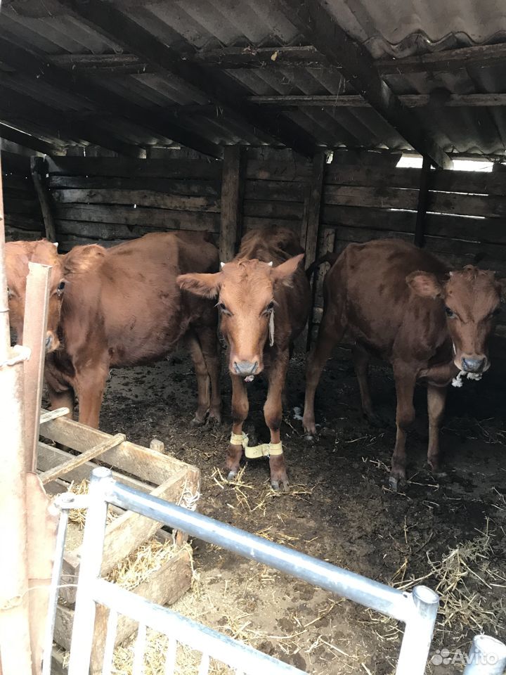 Телята, коровы, тёлки