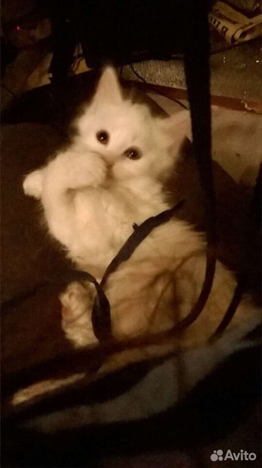 Турецкая ангора