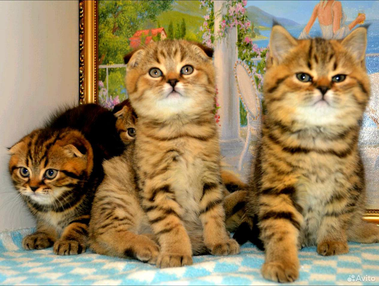 Котята Шотландские, плюшевые, Клубные Тигрята