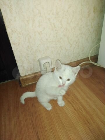 Домашний