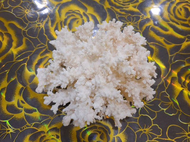 Натуральный коралл