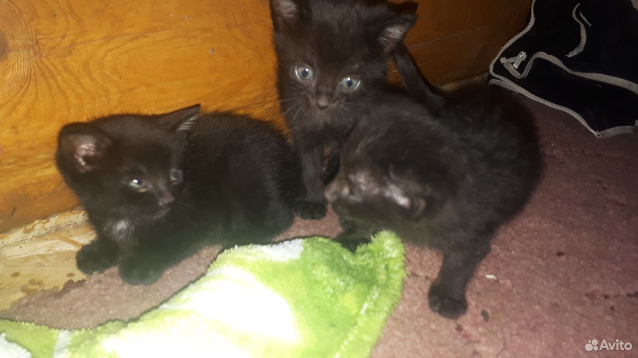 Котята, черные комочки