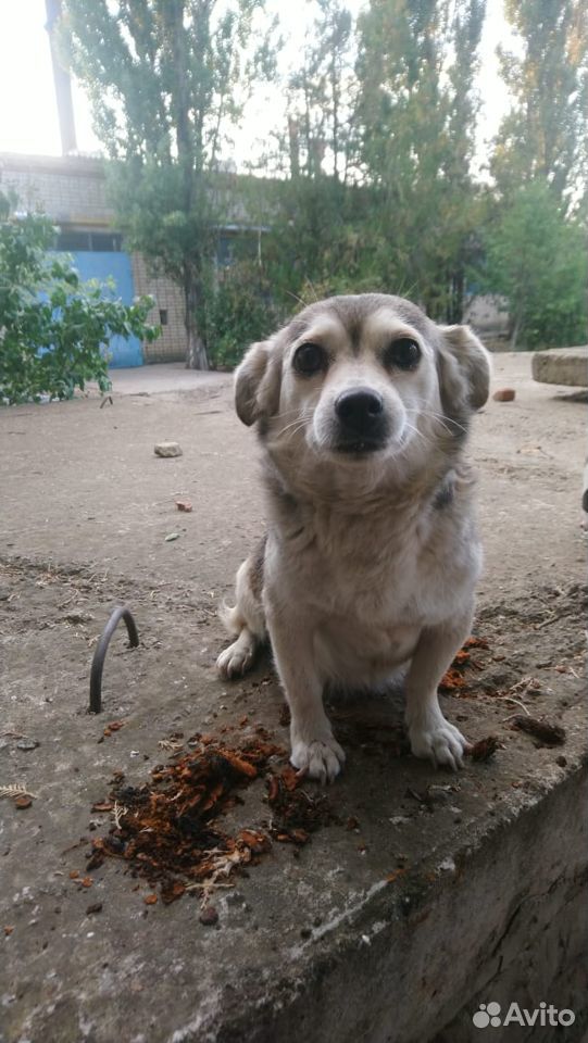 Ищет дом мелкая Собачка Эля