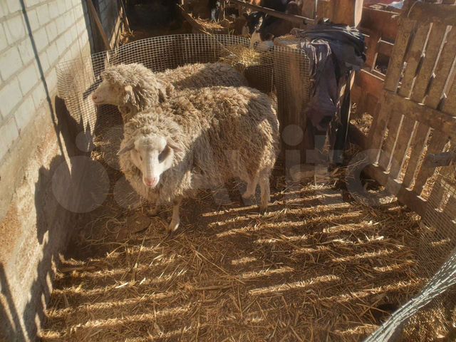 Овцы котные